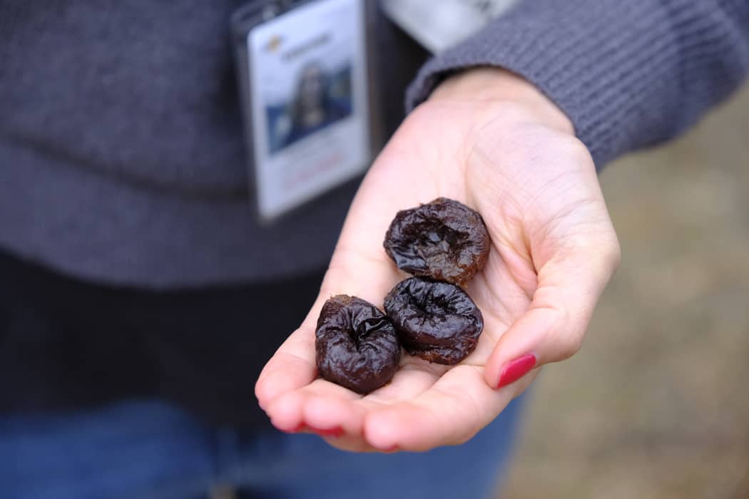 Roadtrip durch Kalifornien: Besuch bei Sunsweet (Kalifornische ...